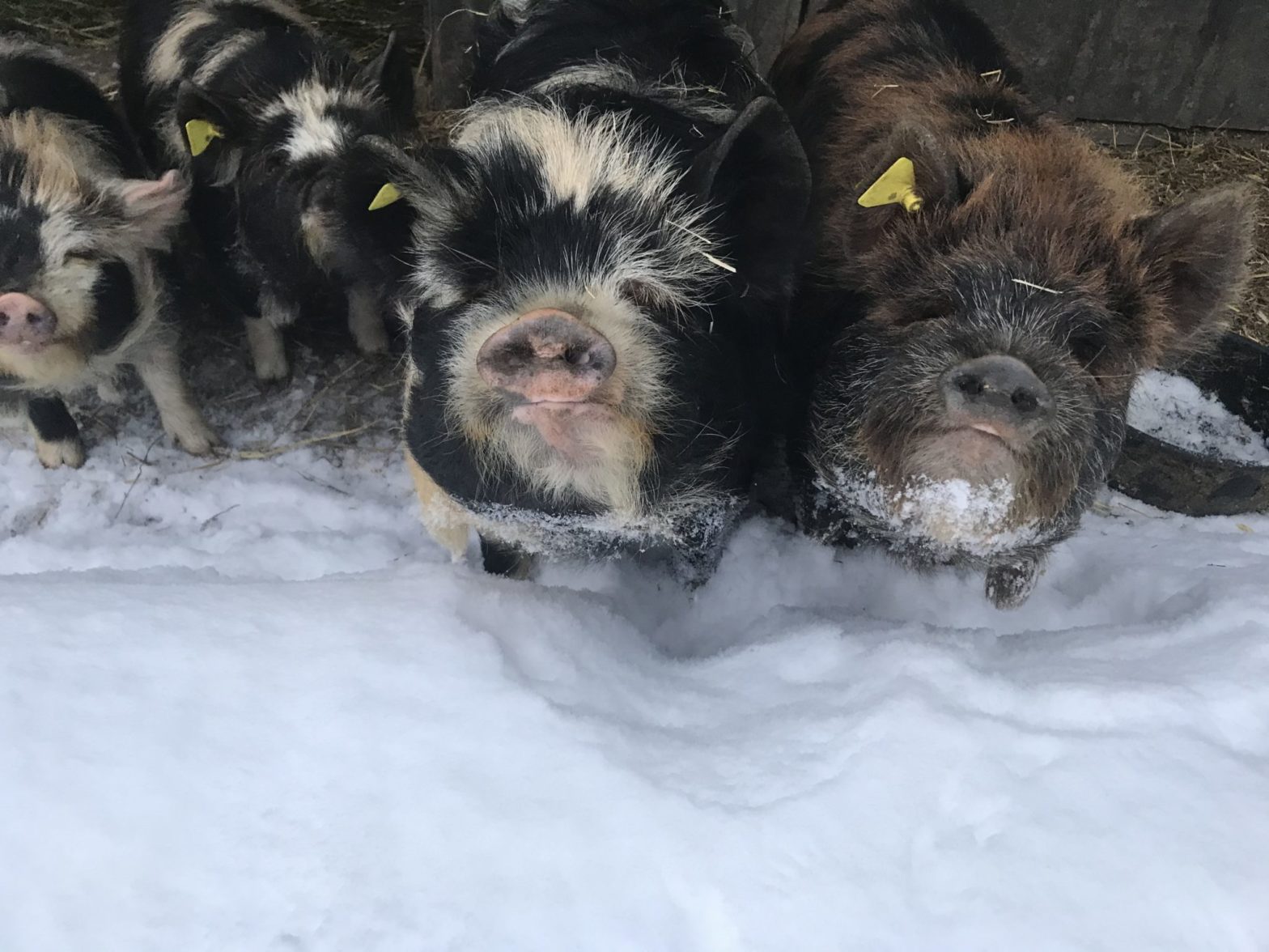 Snow Pigs – Heritage Hill Farm