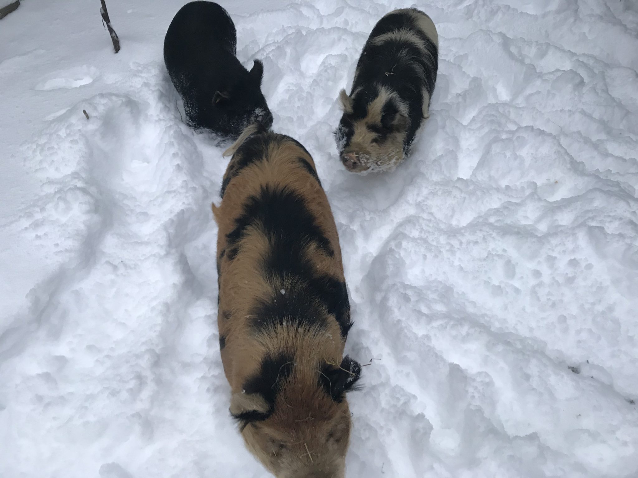 Snow Pigs – Heritage Hill Farm